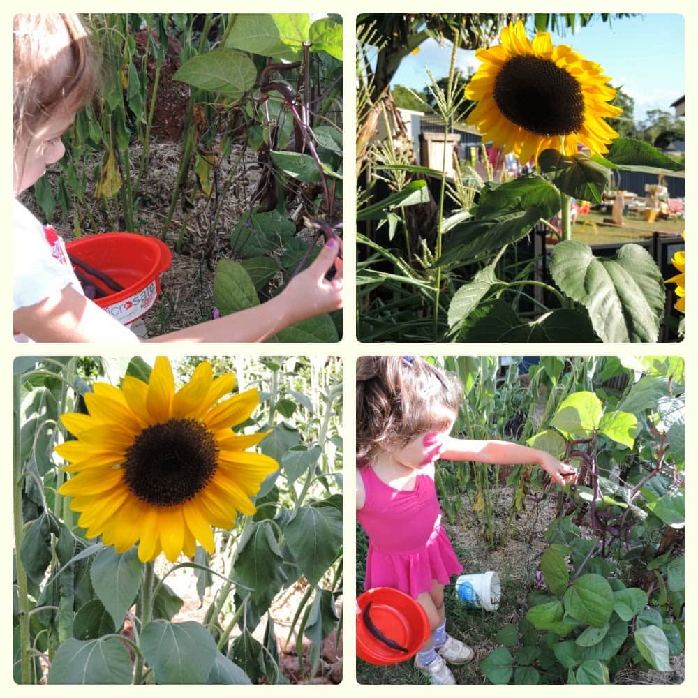 Sunflowers: A Journey Through Sustainability & Creativity. - The ...