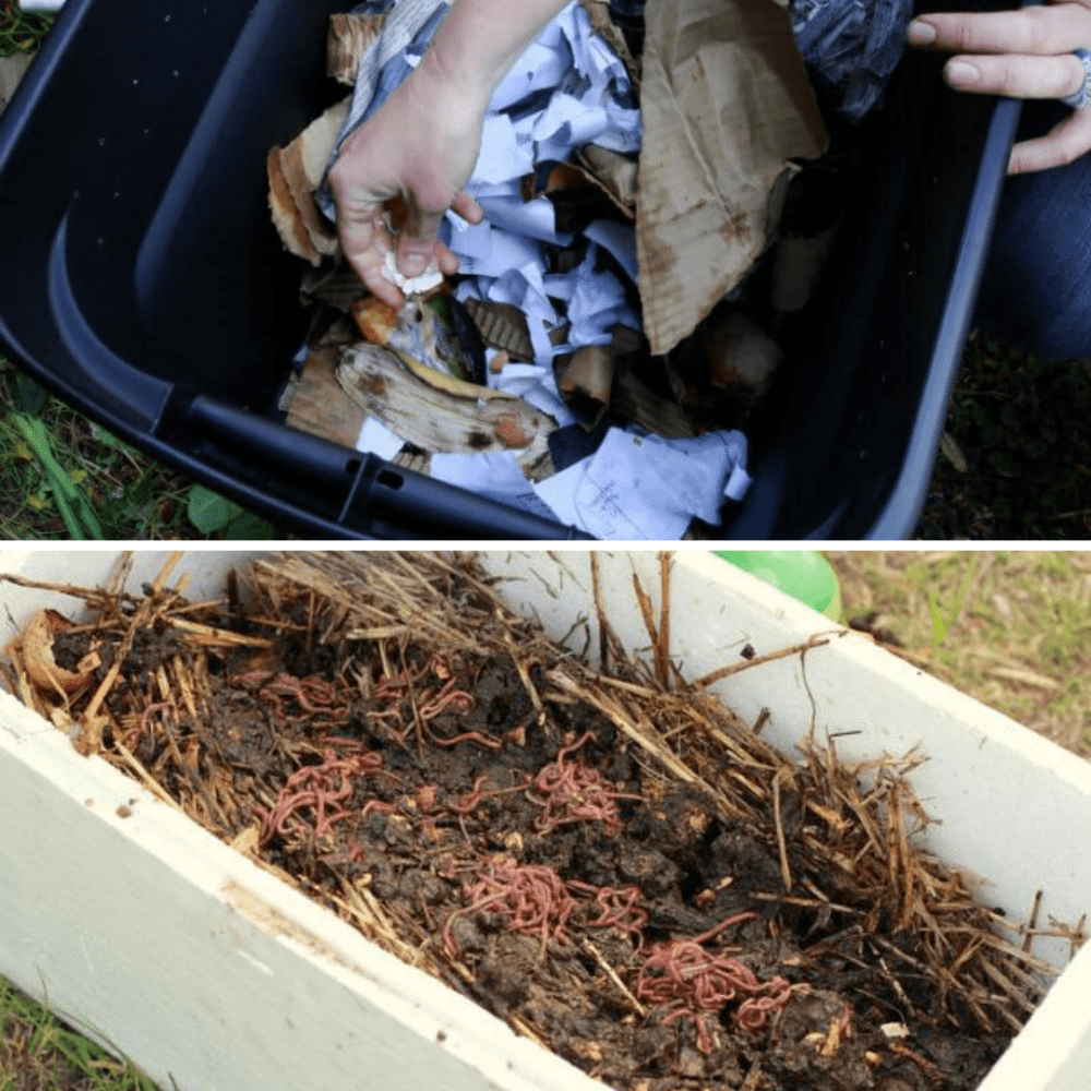 Making a Worm Farm With Children - Eco Fun and Early Learning
