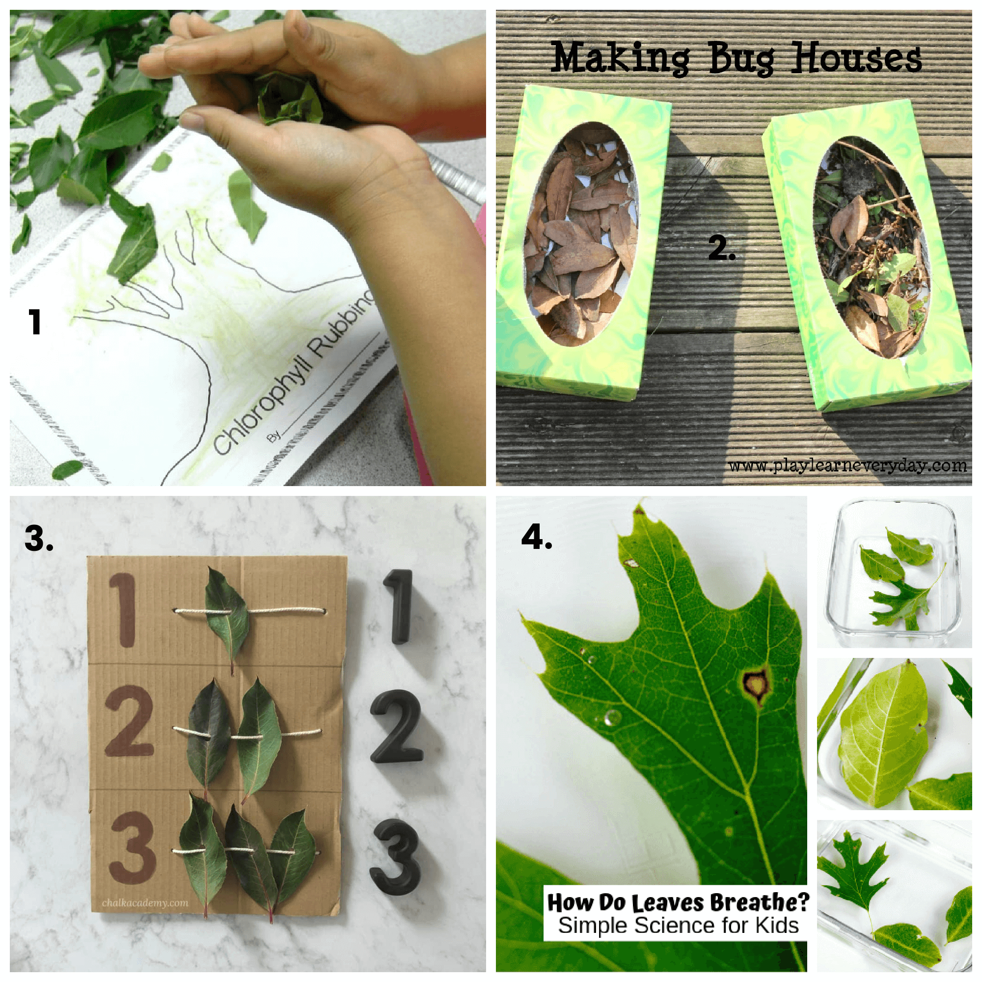 Ideas for Play and Learning With Leaves and Seeds