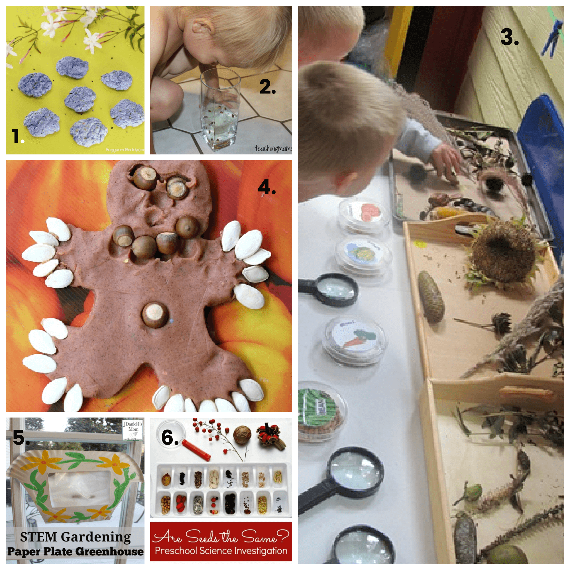 Ideas for Play and Learning With Leaves and Seeds