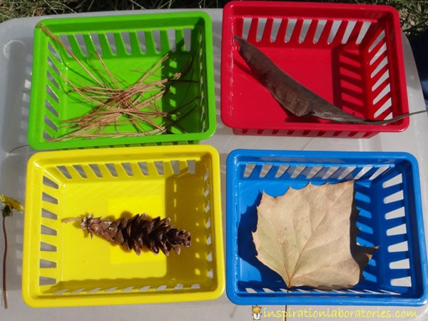 Ideas for Play and Learning With Leaves and Seeds