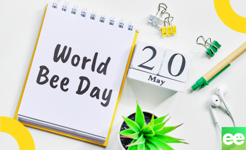 Early Learning Ideas & Environments From Educators