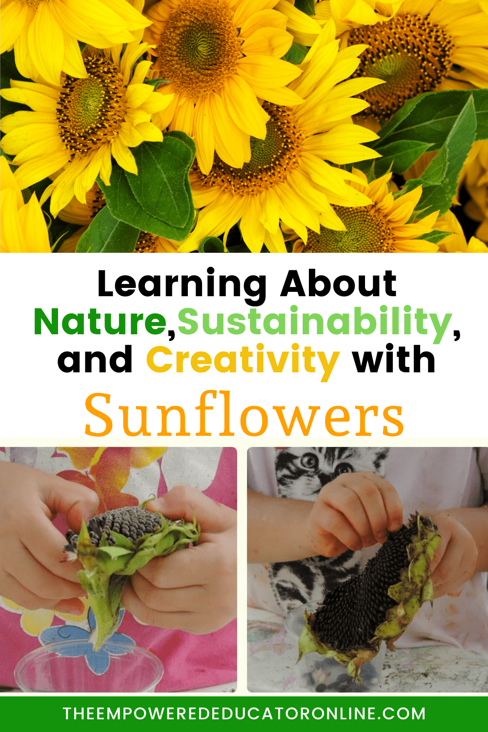 Sunflowers: A Journey Through Sustainability & Creativity. - The ...